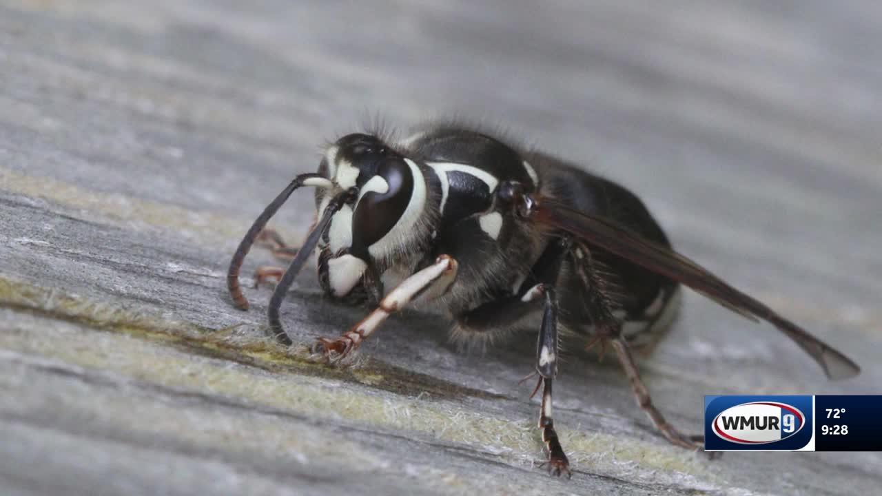 Grow it Green: How to identify three common largest wasp species in NH