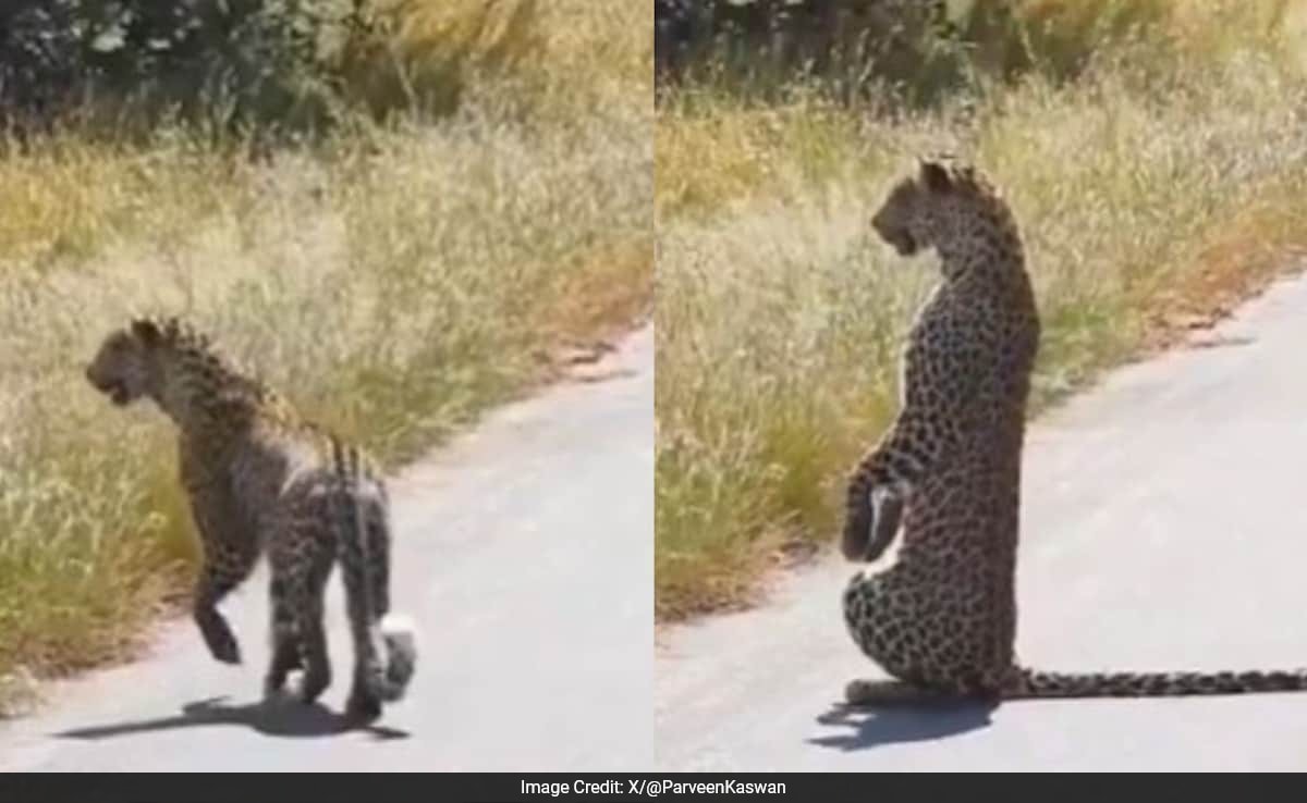 Leopard Stands On Hind Legs Like Human In Viral Video: "It Looks So ...