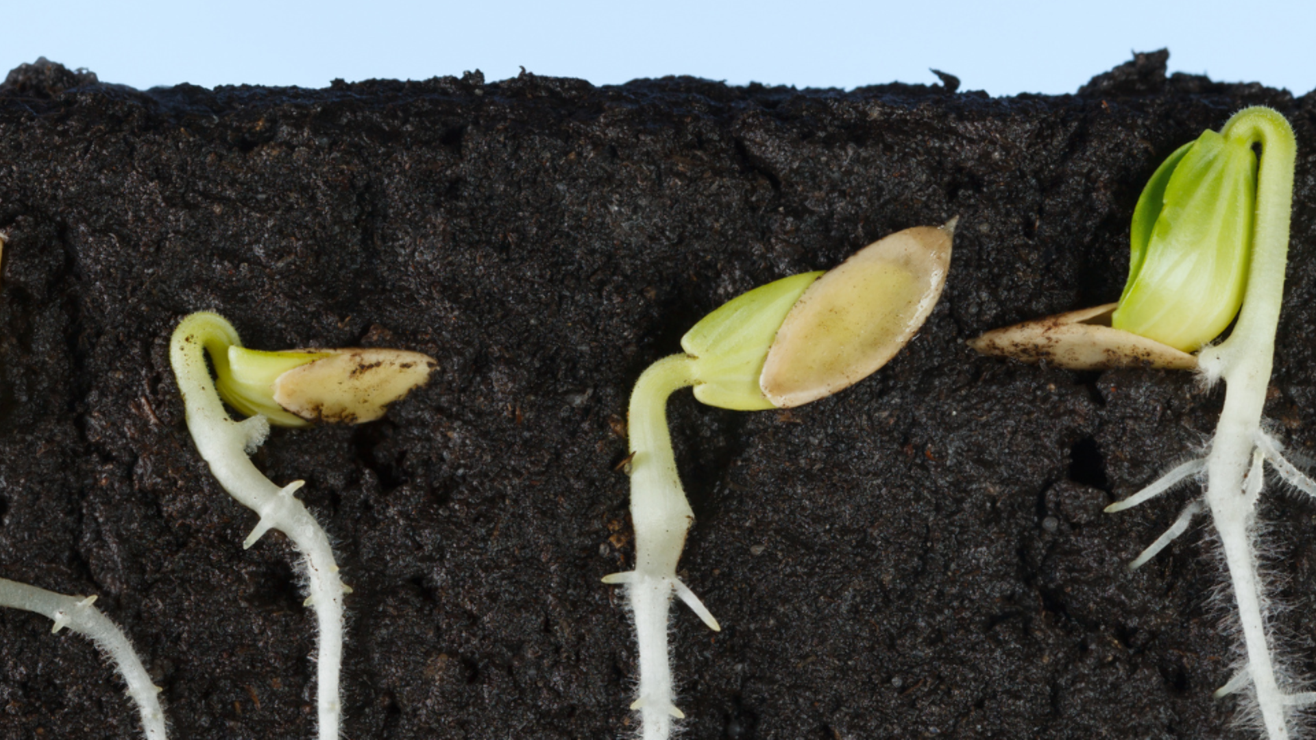 Waarom komen mijn zaden in de tuin niet uit?