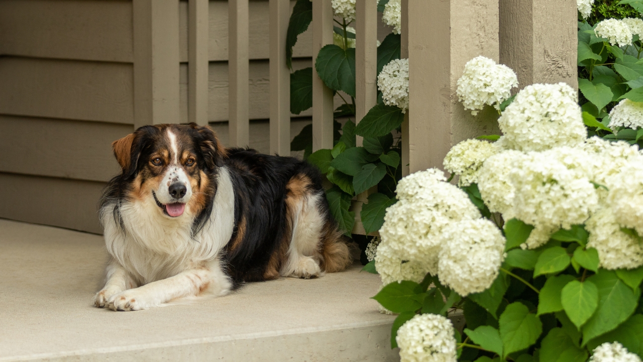 6 Common Plants That Are Toxic to Dogs (And Still in Most Yards)