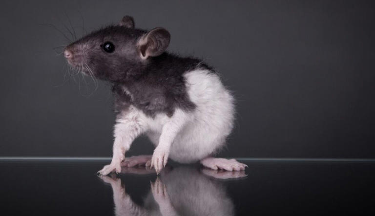 What Makes Rex Rats Different From Other Pet Rats?