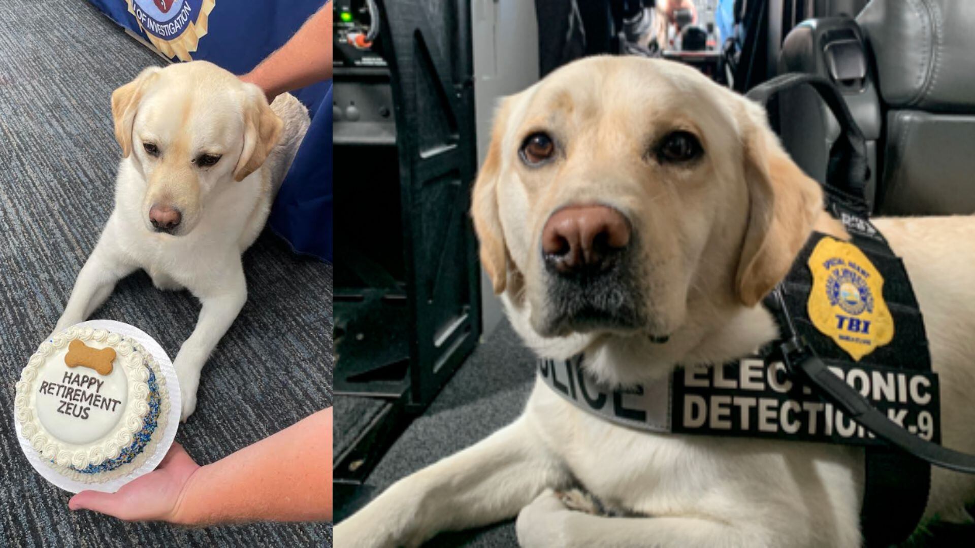 TBI announces retirement of K9 Zeus after 5 years of service