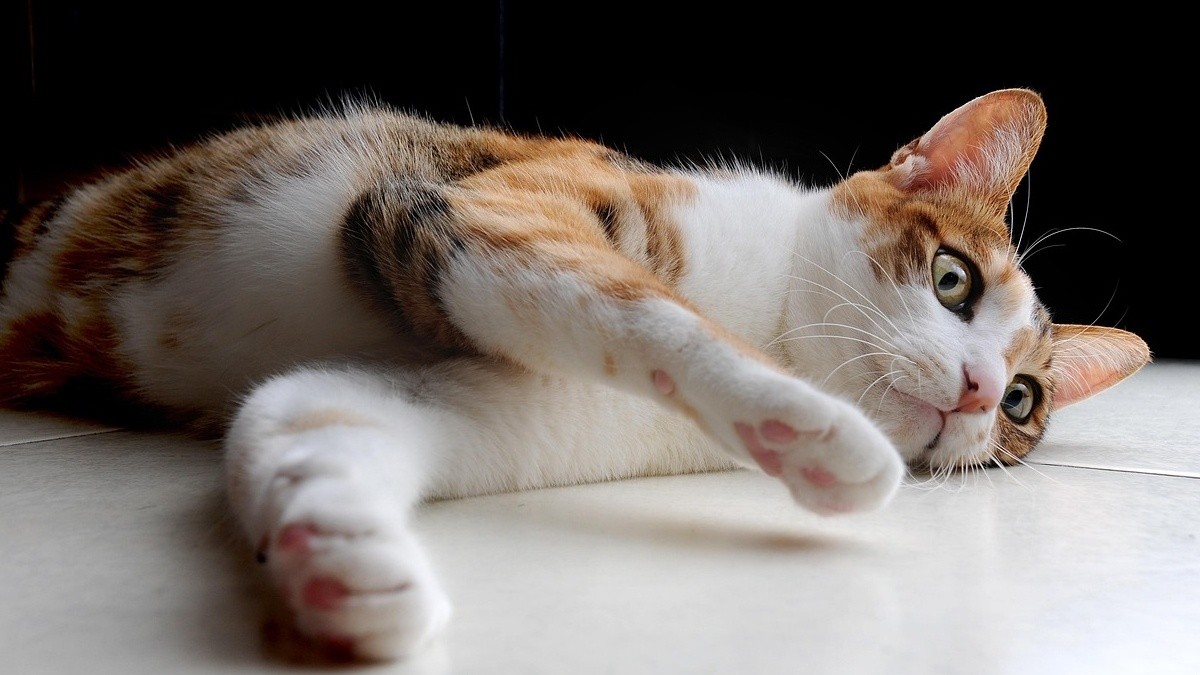 This is what your cat will always remember about you with much love