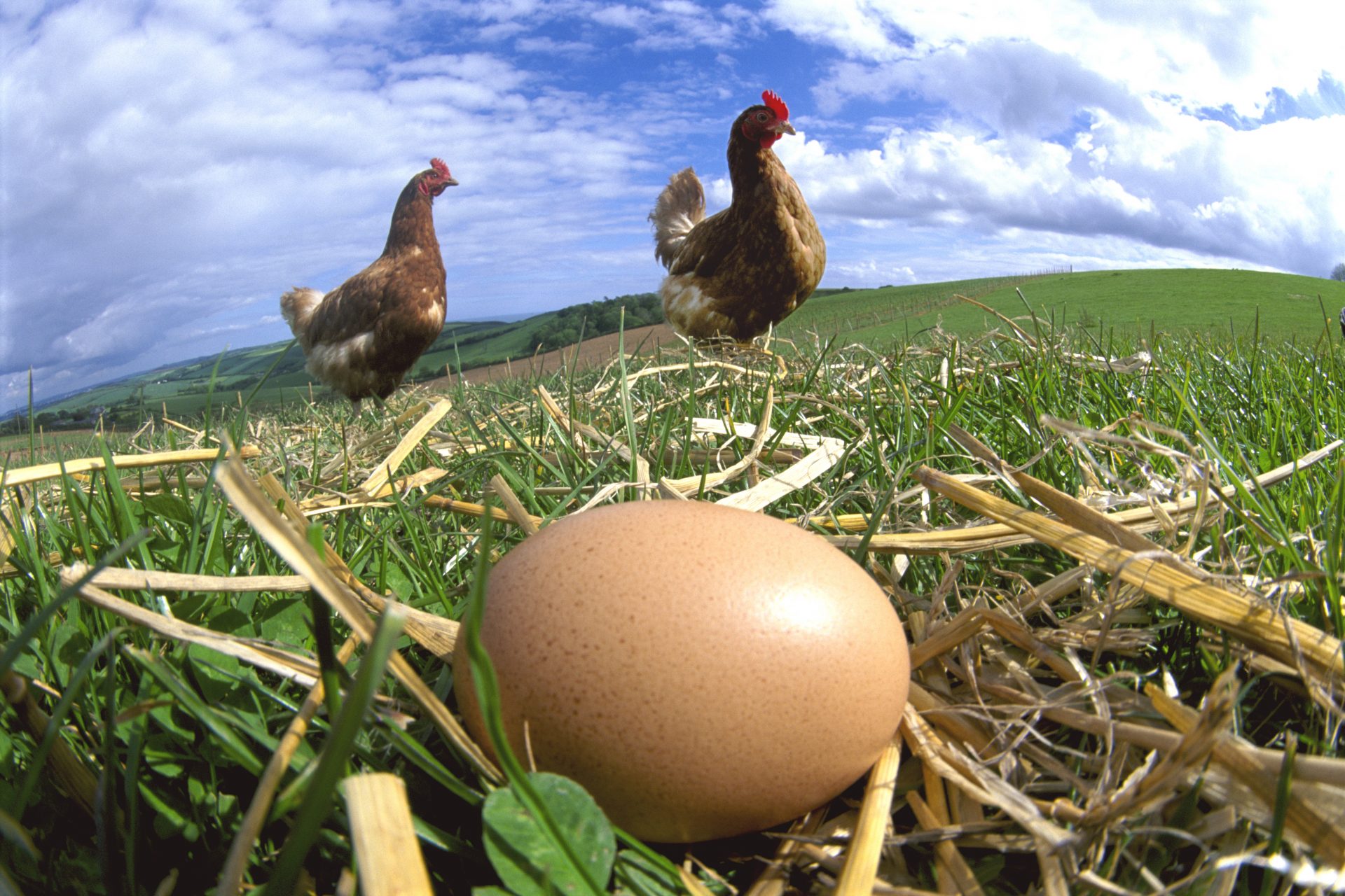 Scientists discovered the best way to drop an egg without breaking it
