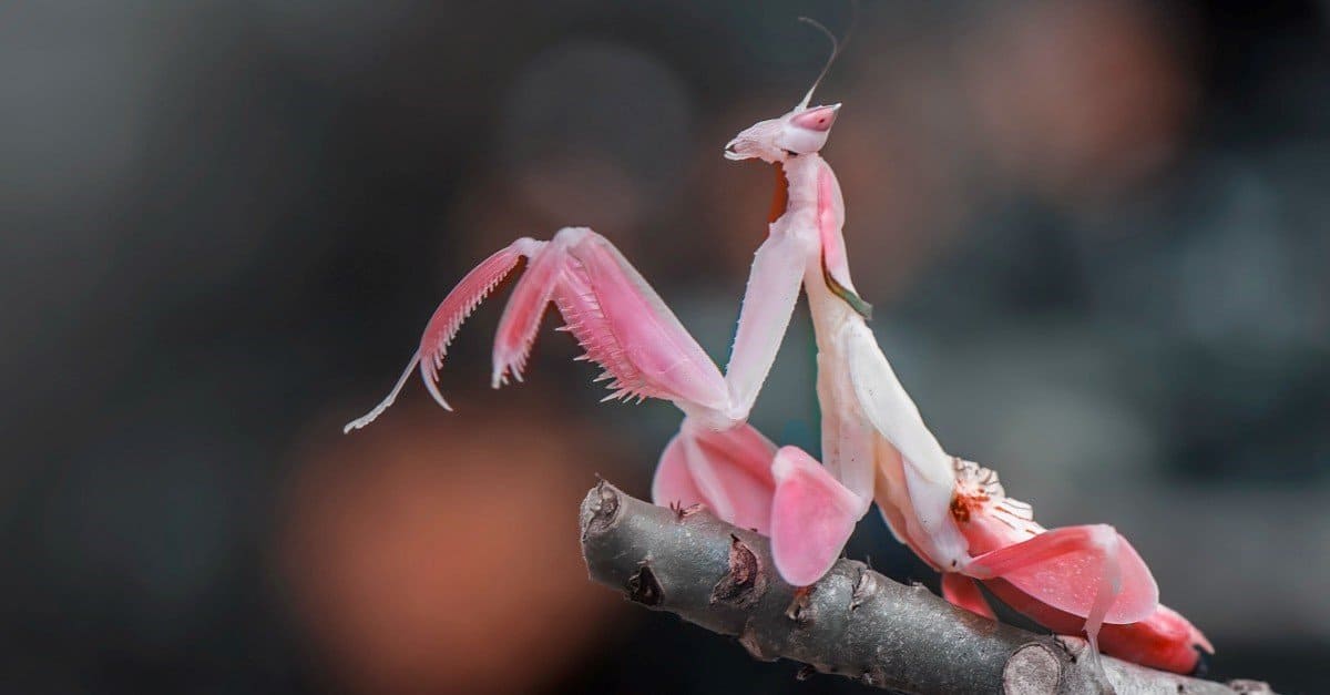 Do Praying Mantises Bite?