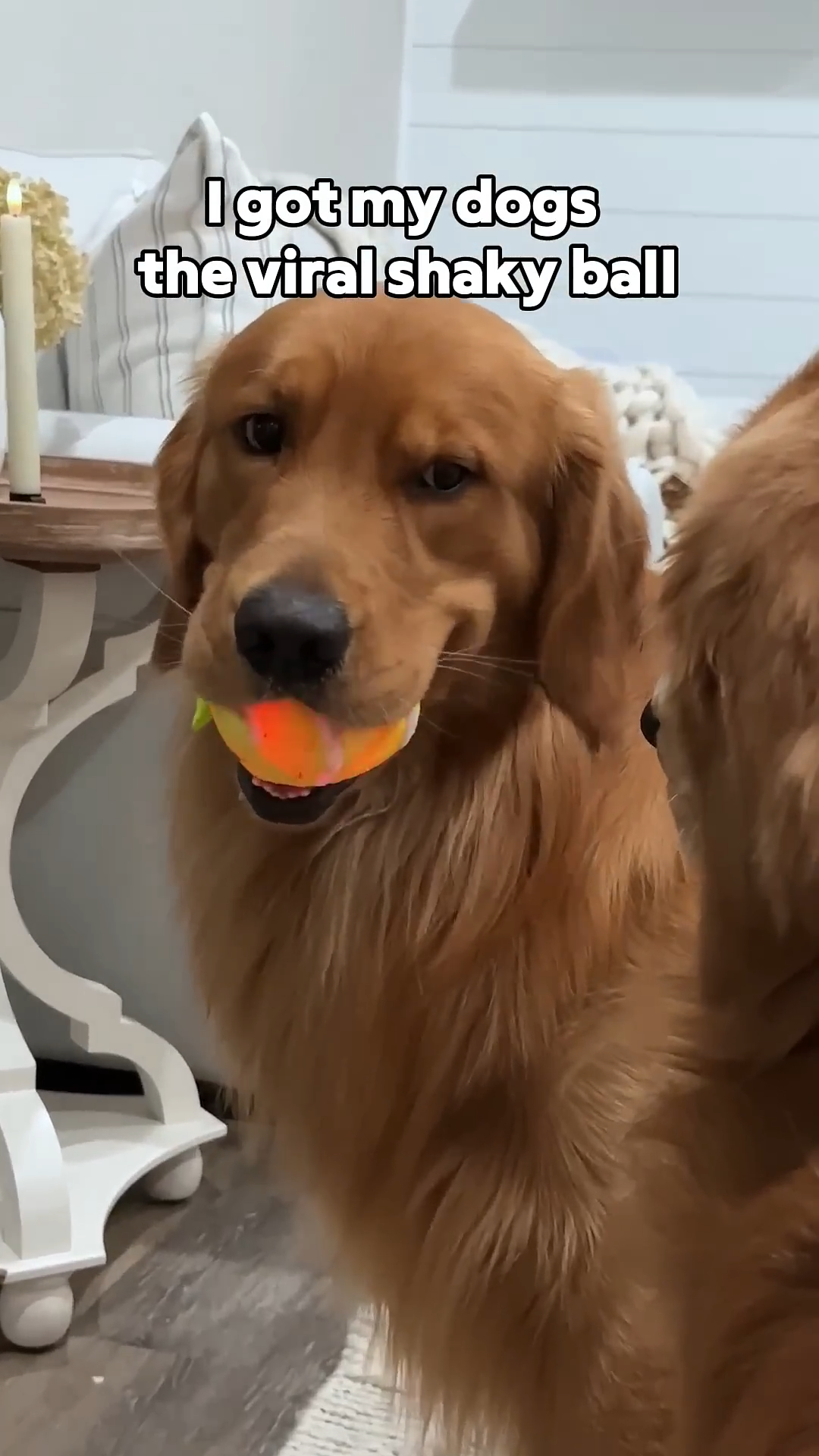 Funny Golden Retriever Tries Viral Shaky Ball for the First Time 😂