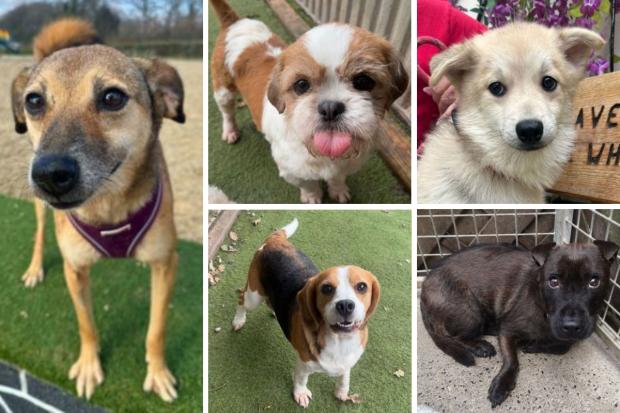 Five dogs looking for their forever home from Many Tears Rescue