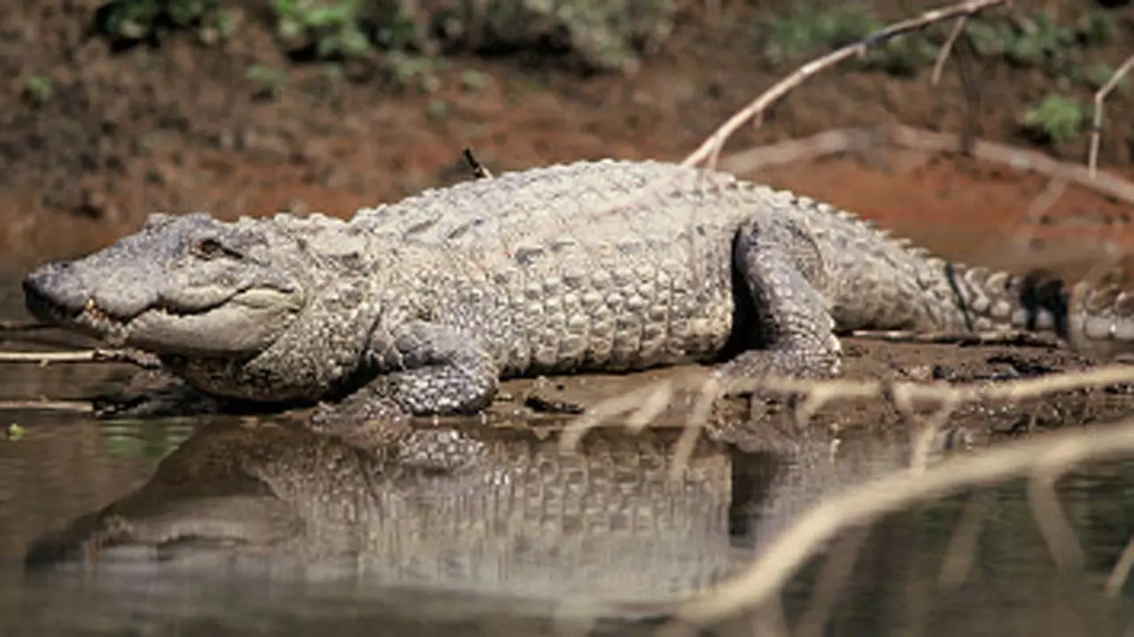Mumbai`s SGNP rescuer injured while relocating Indian Marsh crocodile