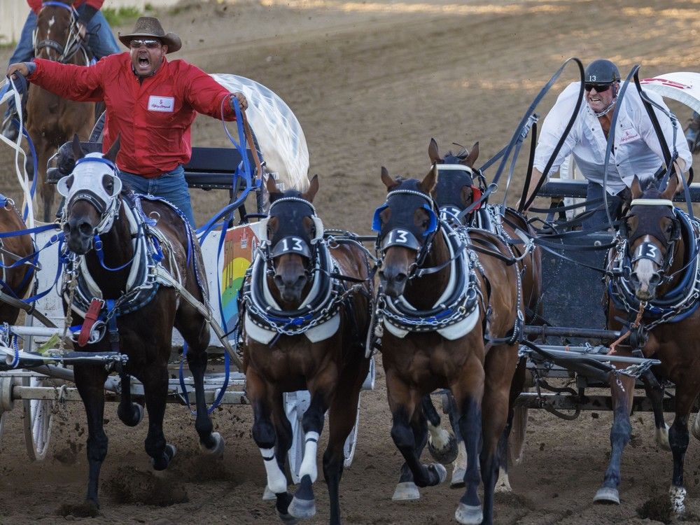 Chuckwagon horse euthanized after injury at Calgary Stampede races