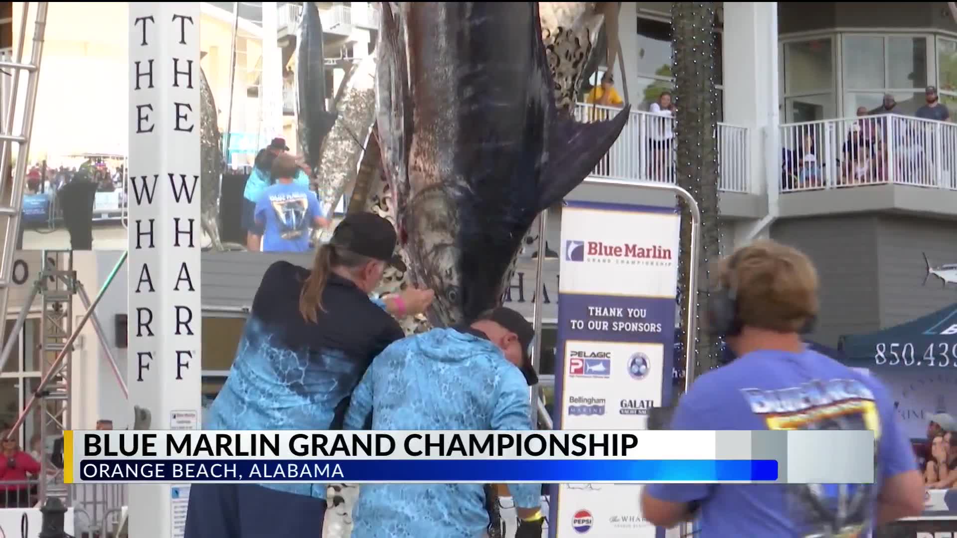 Blue Marlin Grand Championship weigh-ins reel in fishing's greatest ...