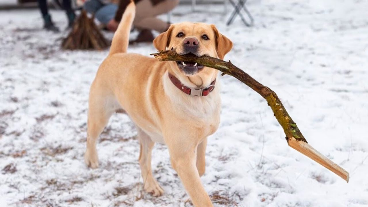 Hilarious dogs who love bringing home sticks