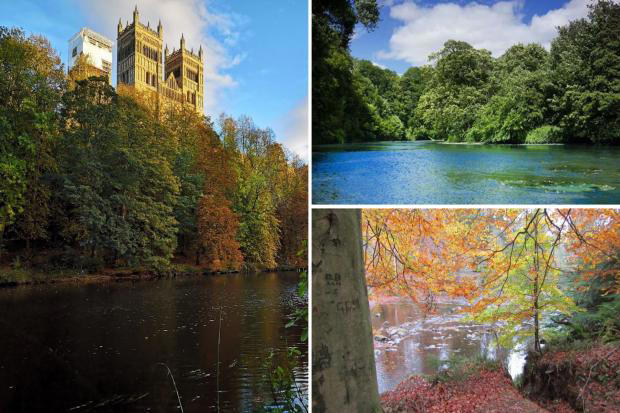 Five dog-friendly walking routes to try out around County Durham this ...