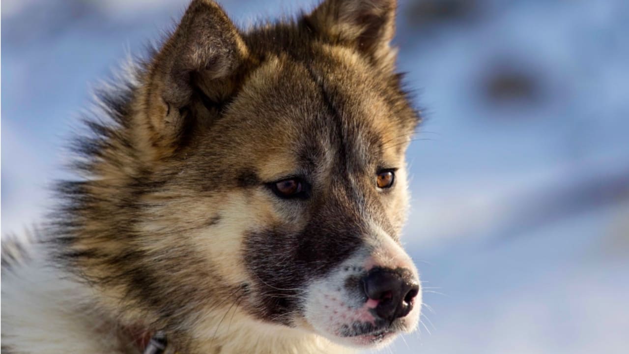 Greenland's ancient sled dogs reveal unique genetic lineage