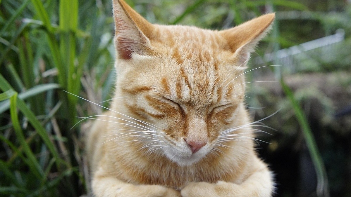This is what your cat will always remember about you with much love