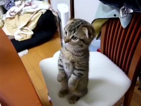 Kitten Begs For Meat