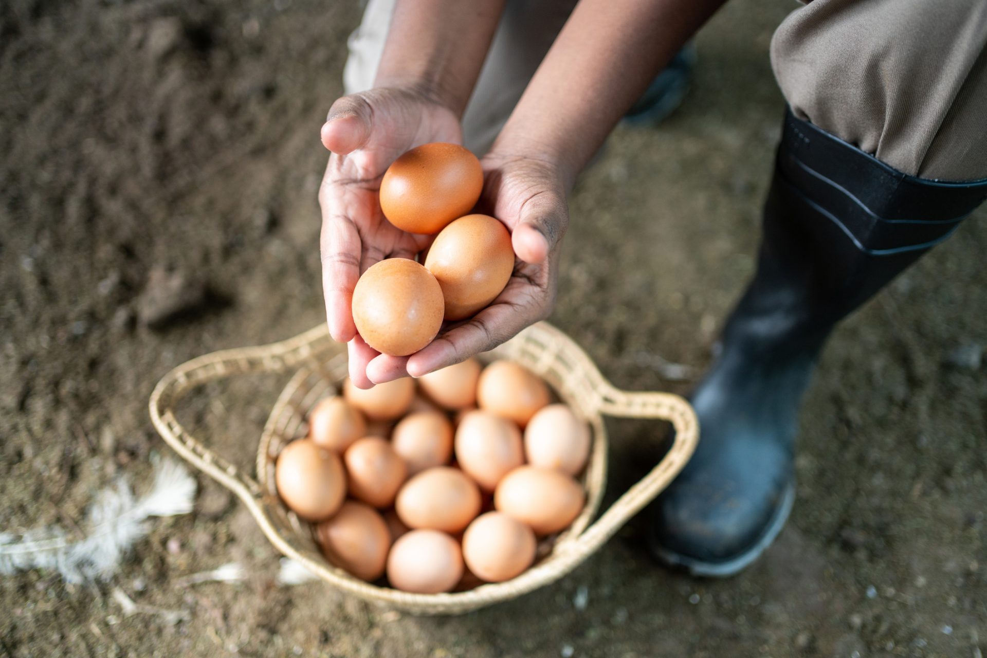 Scientists discovered the best way to drop an egg without breaking it