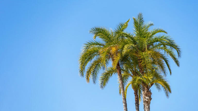 Palm tree fire sparks power line explosion in Logan Heights