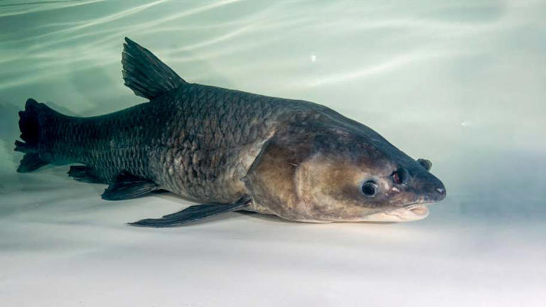 Black Carp Bounty Program: Fishermen in 27 States Can Fight Invasives ...
