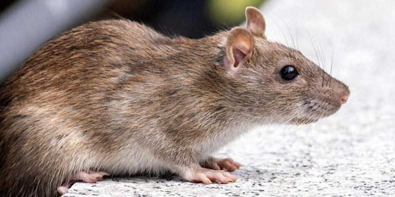 What Makes Rex Rats Different From Other Pet Rats?