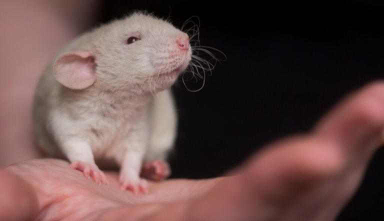 What Makes Rex Rats Different From Other Pet Rats?