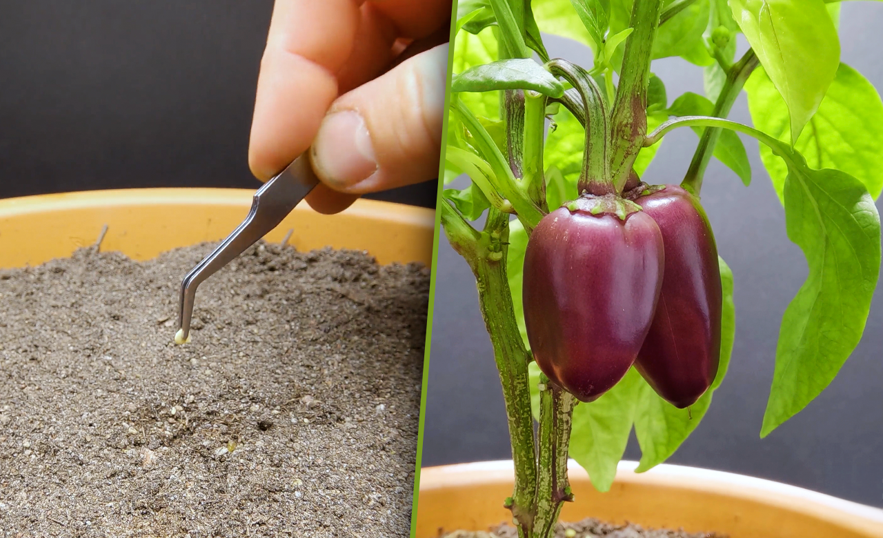 Purple Bell Pepper & Potato