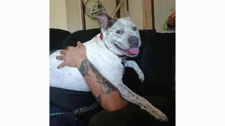 Good news: Florida animal shelter’s longest resident finds forever home