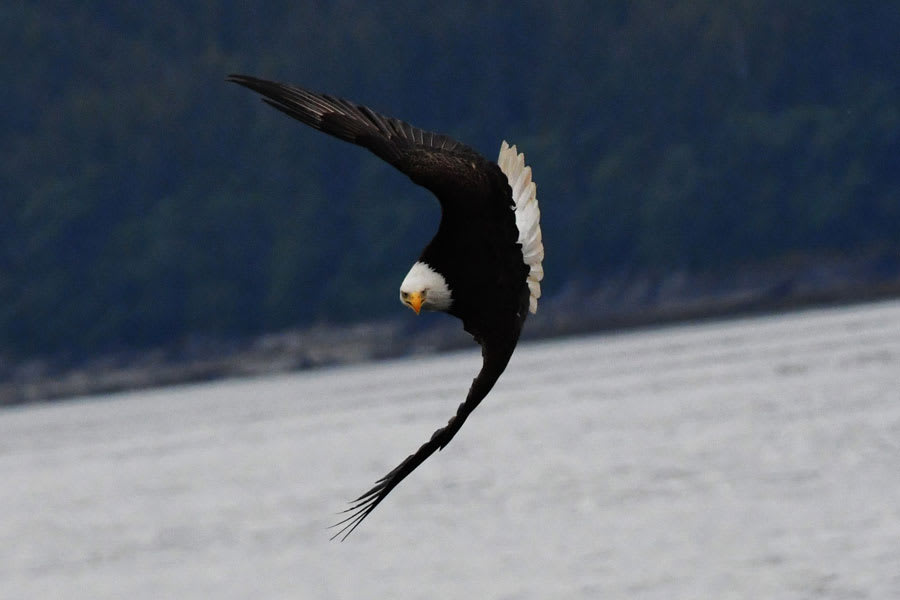 A family of bald eagles on Ririe Reservoir