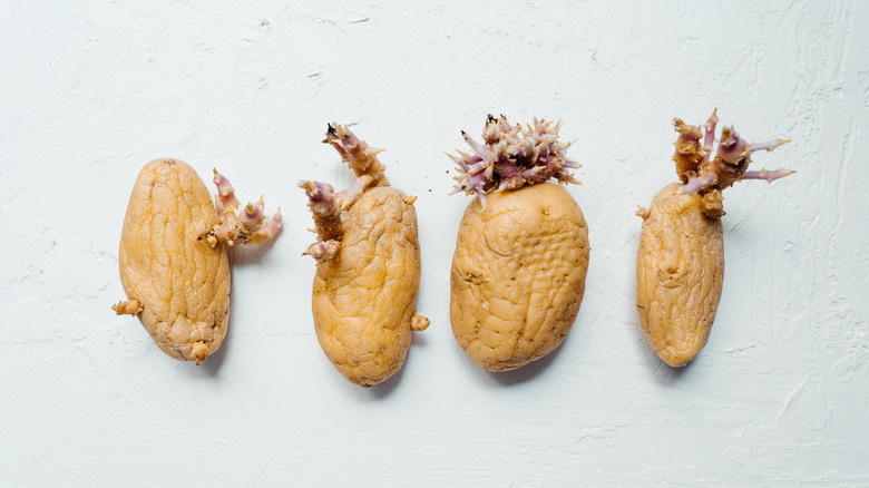 What Are Those Things That Grow Out Of Potatoes?