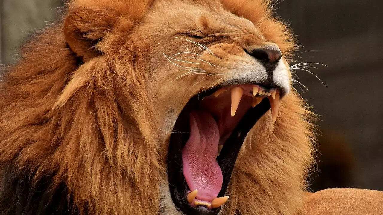 7 big cats you should know about and what makes them special