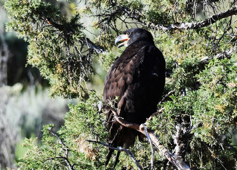 A family of bald eagles on Ririe Reservoir