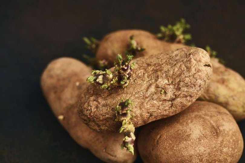 Potatoes can last up to 6 months without sprouting if stored with one ...