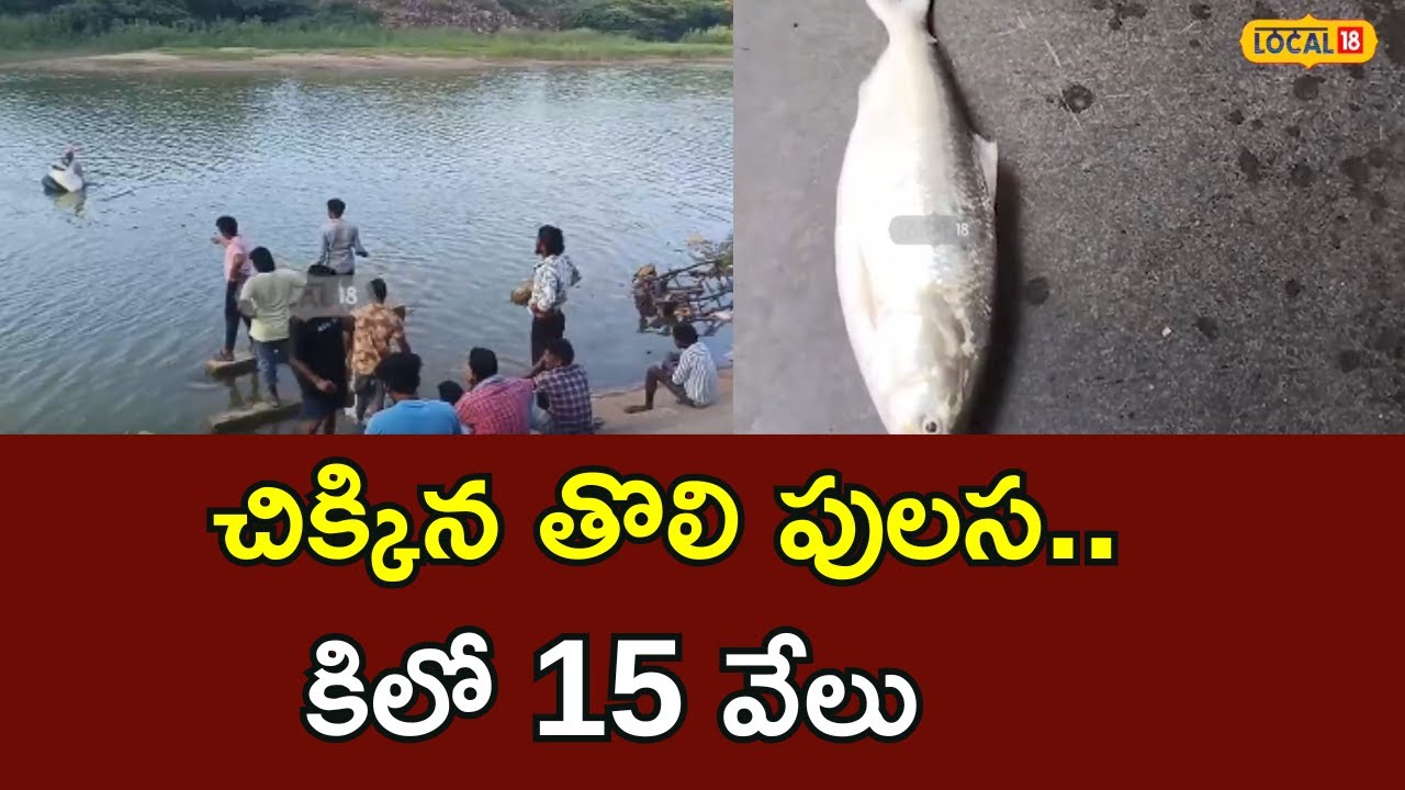 Godavari Famous Pulasa Fish | చిక్కిన తొలి పులస.. కిలో 15 వేలు | Ap ...