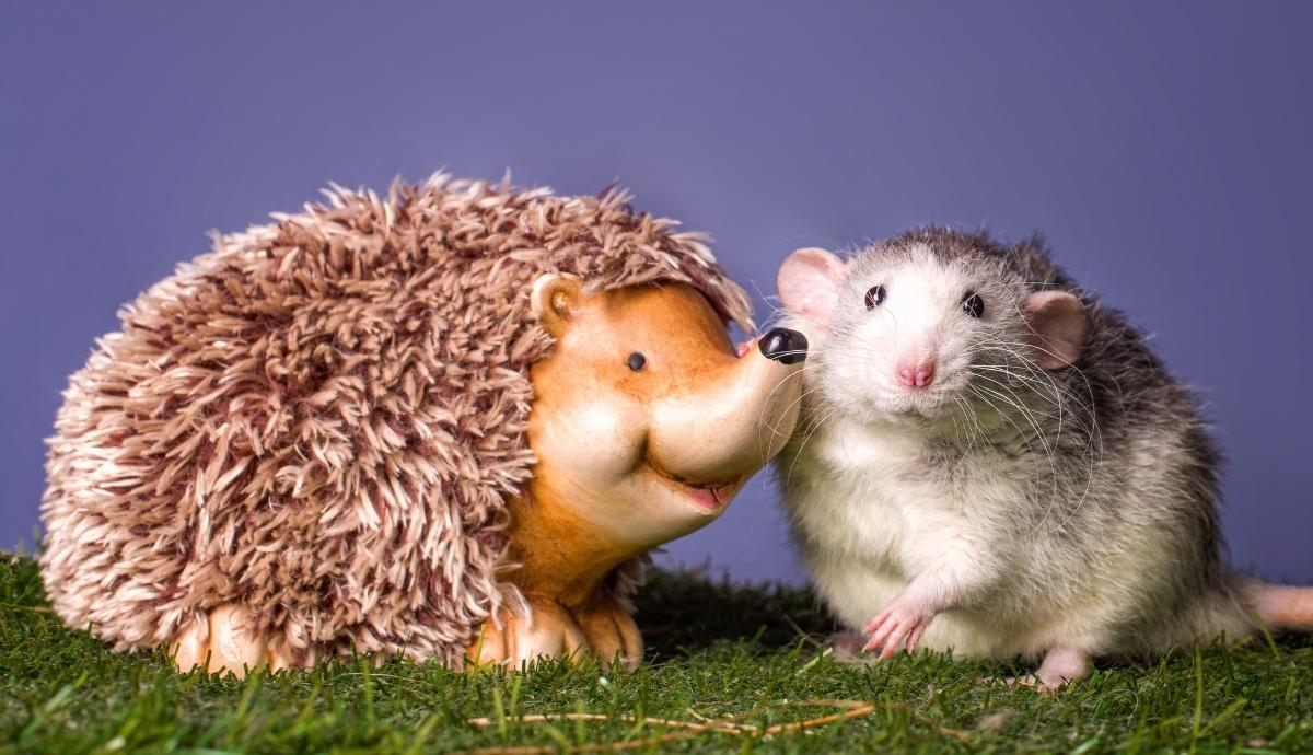 Everything You Need to Know About Dumbo Rats