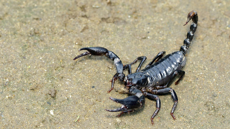 11 Types Of Scorpions, Ranked By Danger Level