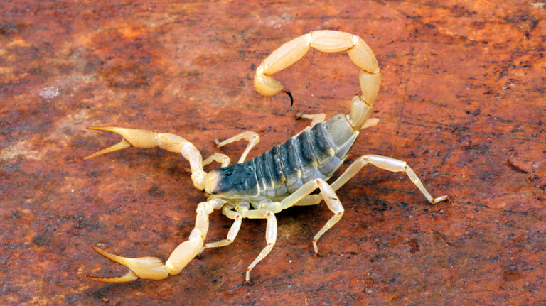 11 Types Of Scorpions, Ranked By Danger Level