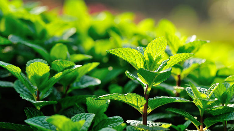 The Secret To Harvesting Mint For A Healthy Plant