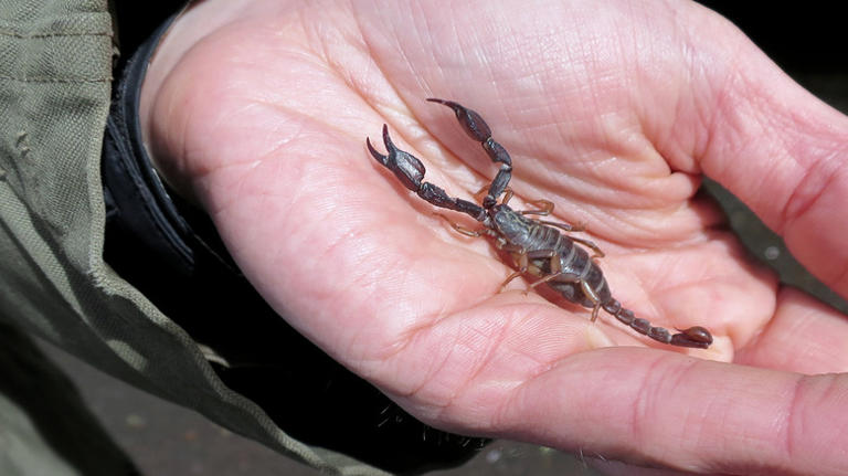 11 Types Of Scorpions, Ranked By Danger Level