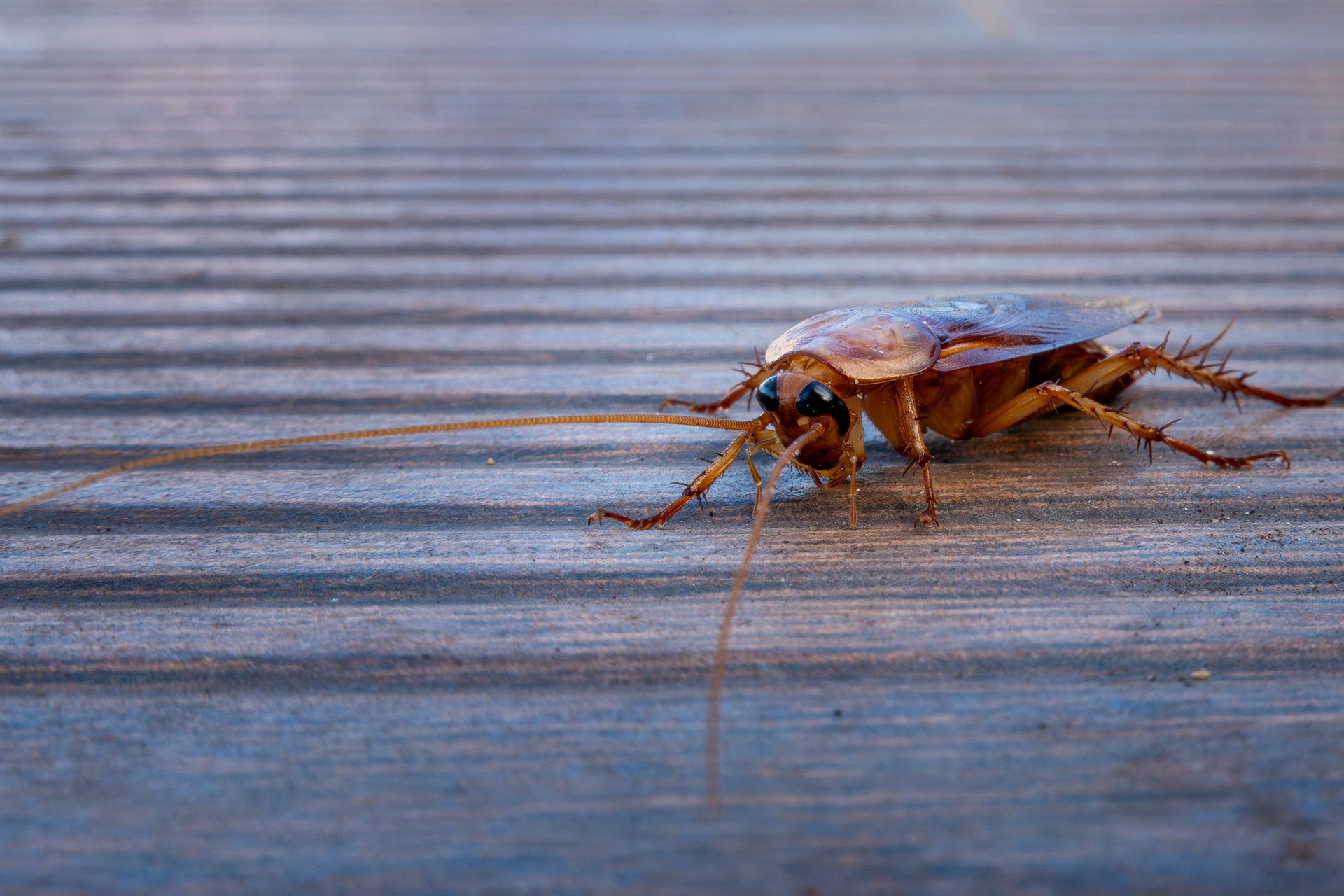 Never step on a cockroach: you could be putting your health at risk