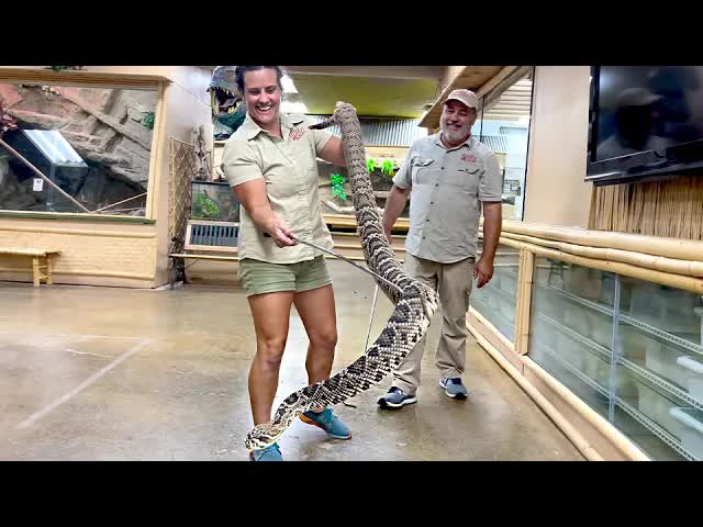 Learning to handle venomous snakes