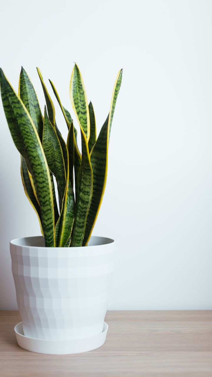 9 interesting facts about snake plant