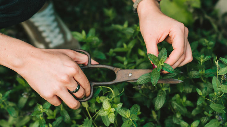 The Secret To Harvesting Mint For A Healthy Plant