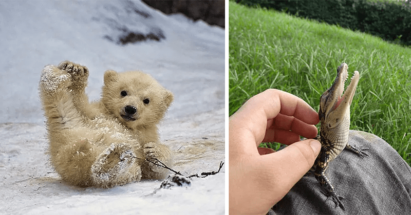24 Itty Bitty Cute Baby Animals To Bring A Smile To Your Face (July 13 ...