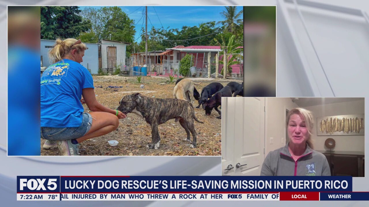 Rescued from the Rubble: 18 Puppies Arrive in DMV with Lucky Dog Animal ...