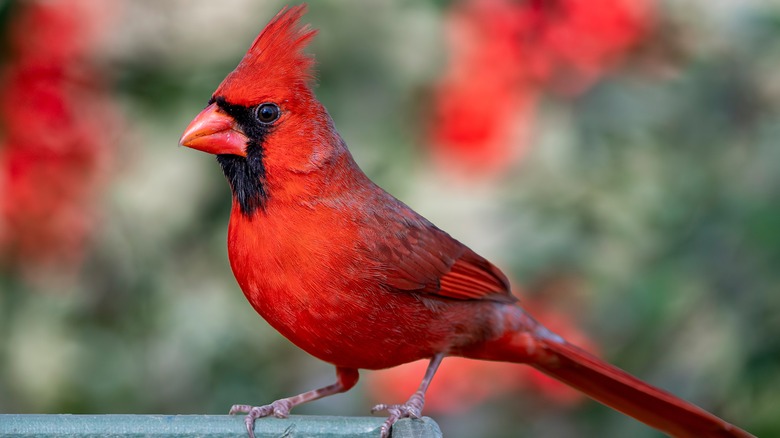 Keep These Inviting Colors Around Your Garden If You Want To See More ...