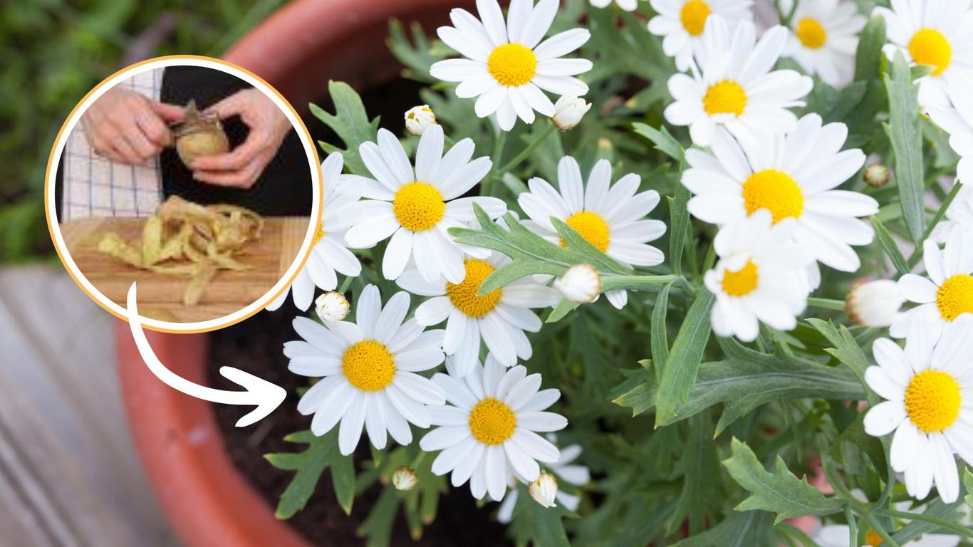 Veja como a casca de batata pode nutrir a sua margarida