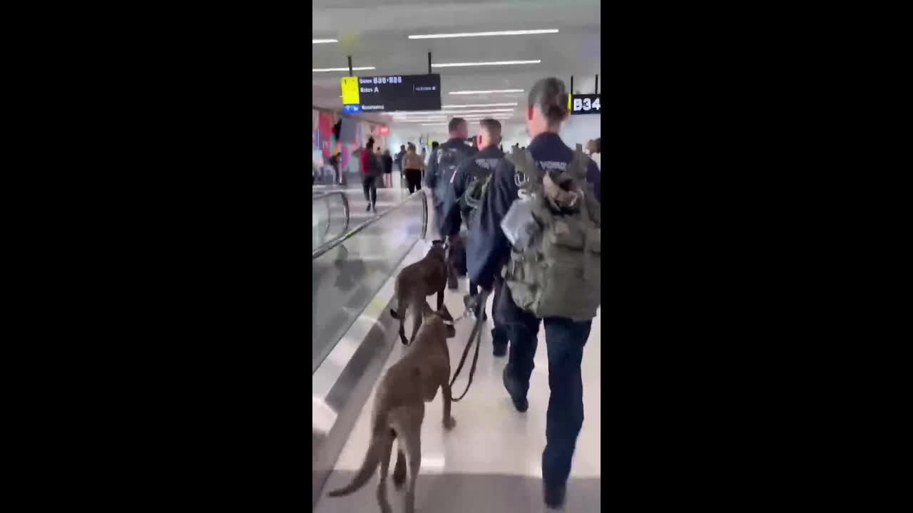 NYPD K9 Teams Deployed to Texas, Facebook Post Goes Viral