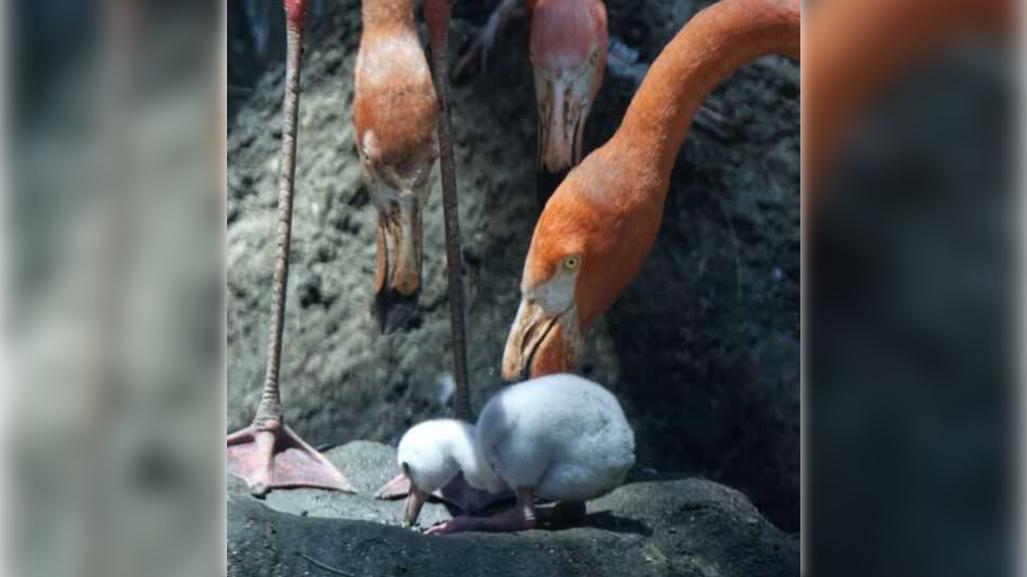 Sacramento Zoo welcomes 4 flamingo chicks. How do bird keepers help ...