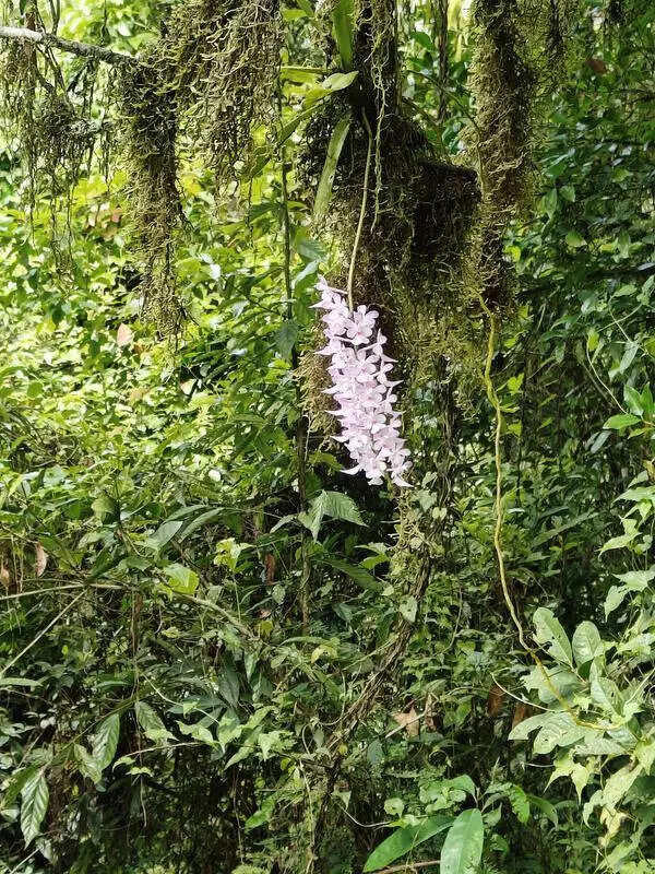 Arunachal Pradesh to be ‘Orchid Capital of India’; kiwi as USP, Monpa ...