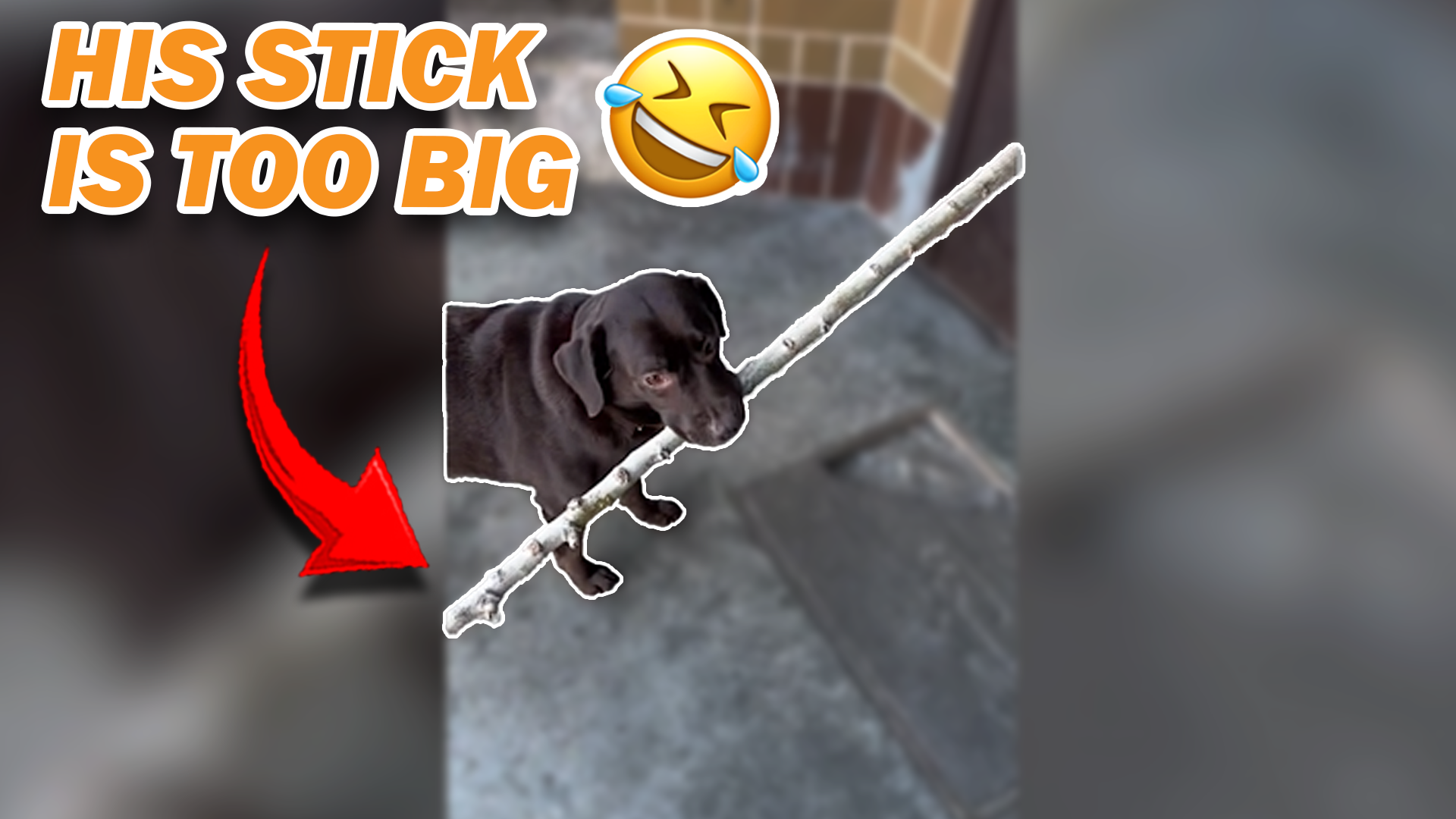 Random Funny Video Compilation – Try Not to Laugh Challenge! 😂🎬