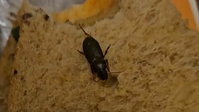 'Horrified' man finds live cockroach in Tesco meal deal sandwich